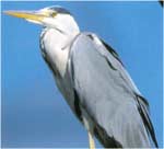 Sacalul - animale pentru copii - Copilasul - pentru parinti si copii